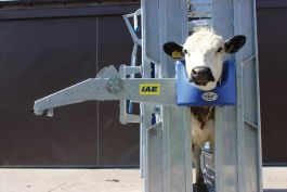 IAE Superscoop Head Scoop Mk 4.5 for Cattle Crush