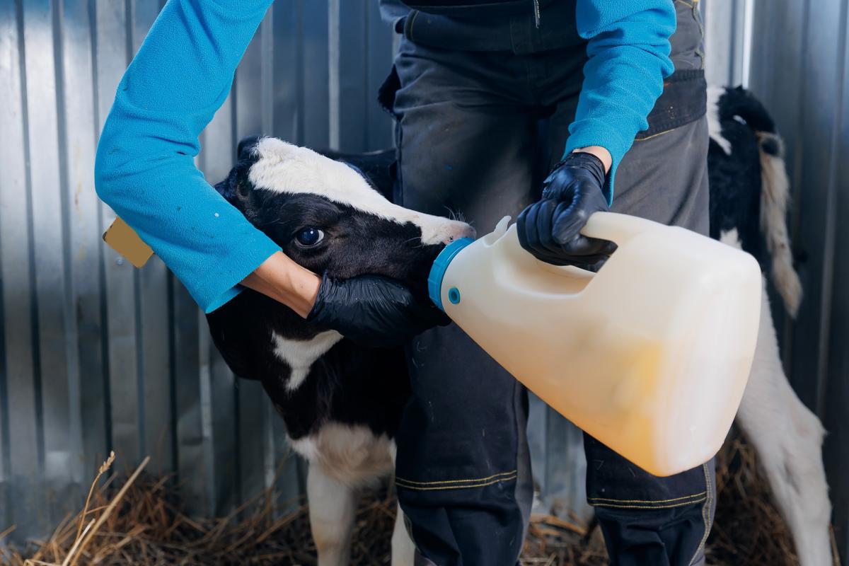 Calving management: Preparing for calving season in UK | Stowag